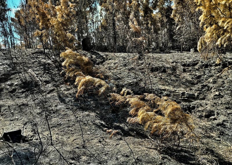 Aftermath of Forest Fire in Galilee Stock Image - Image of ftermath ...