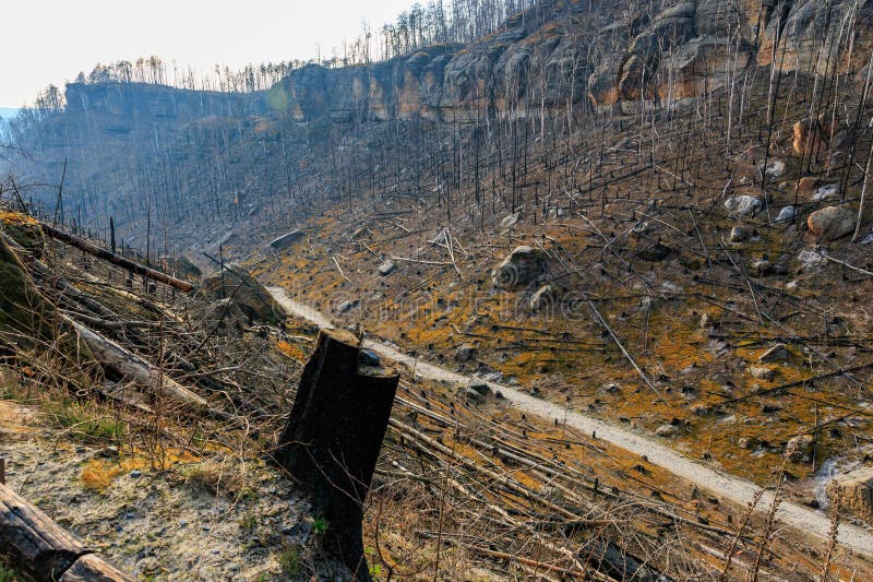 Aftermath of Forest Fire in Rocky Canyon Landscape with Charred Trees ...