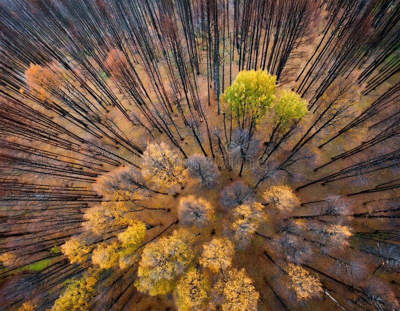 The Aftermath of a Forest Fire Seen from Above, Depicting a Mosaic of ...