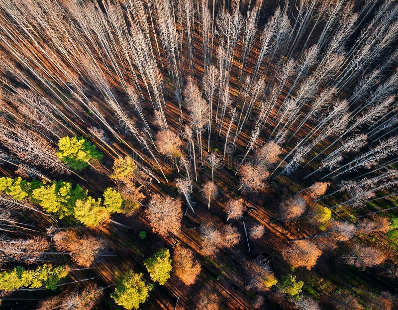 The Aftermath of a Forest Fire Seen from Above, Depicting a Mosaic of ...