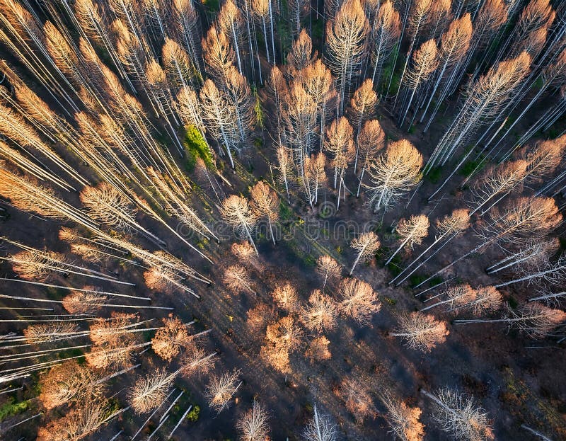 The Aftermath of a Forest Fire Seen from Above, Depicting a Mosaic of ...