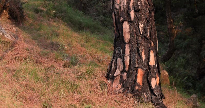 Aftermath of a Forest Fire. a Tree with Fire-scorched Bark. Protect ...