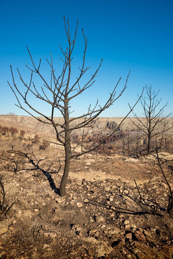 Aftermath of a Forest Fires Stock Image - Image of landscape, burnt ...