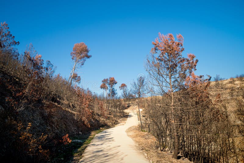 Aftermath of a Forest Fires Stock Image - Image of disaster ...