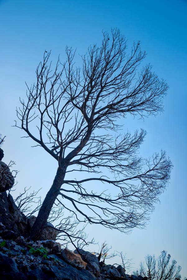 Aftermath of a Forest Fires Stock Image - Image of destruction, charred ...
