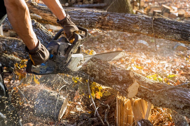 In the Aftermath of a Hurricane, Professionals are Cutting Down Broken ...