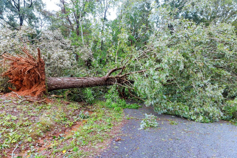 In Aftermath of Hurricane Trees Uprooted by Strong Winds Fell Onto a ...
