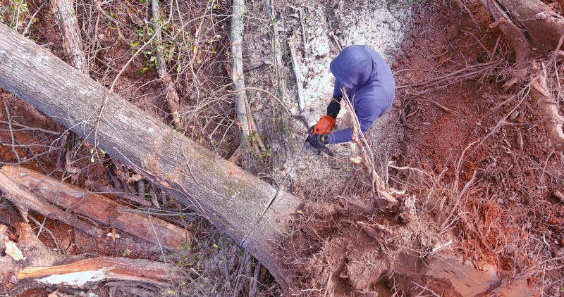 In the Aftermath of a Hurricane, a Worker Sawed Trees after a Hurricane ...