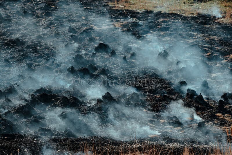 Aftermath of Large Forest Fire Stock Photo - Image of spring, wildfire ...