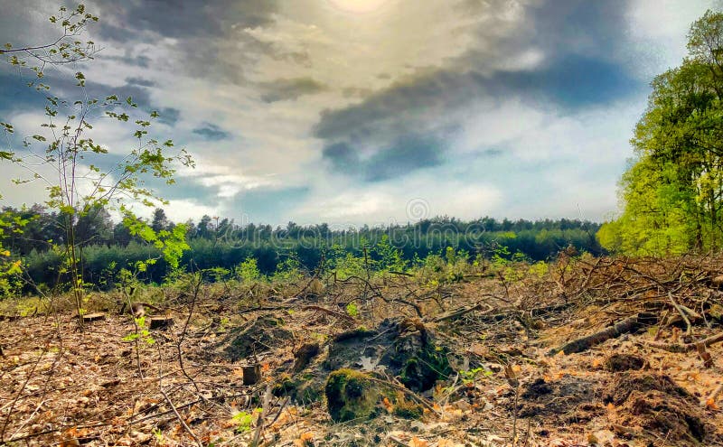 Aftermath of Nature S Cycle Stock Image - Image of forest, trees: 306230993