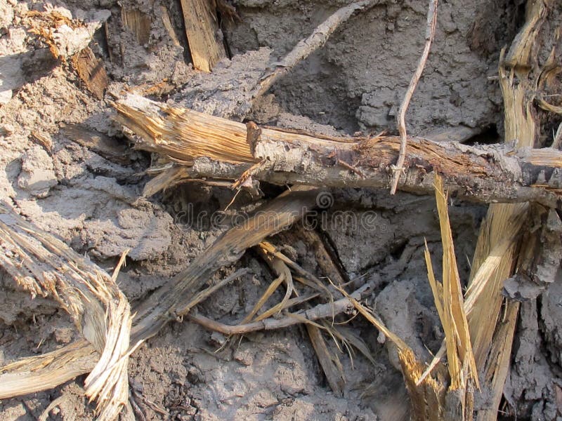 Aftermath of a rain storm stock image. Image of stress - 83432455