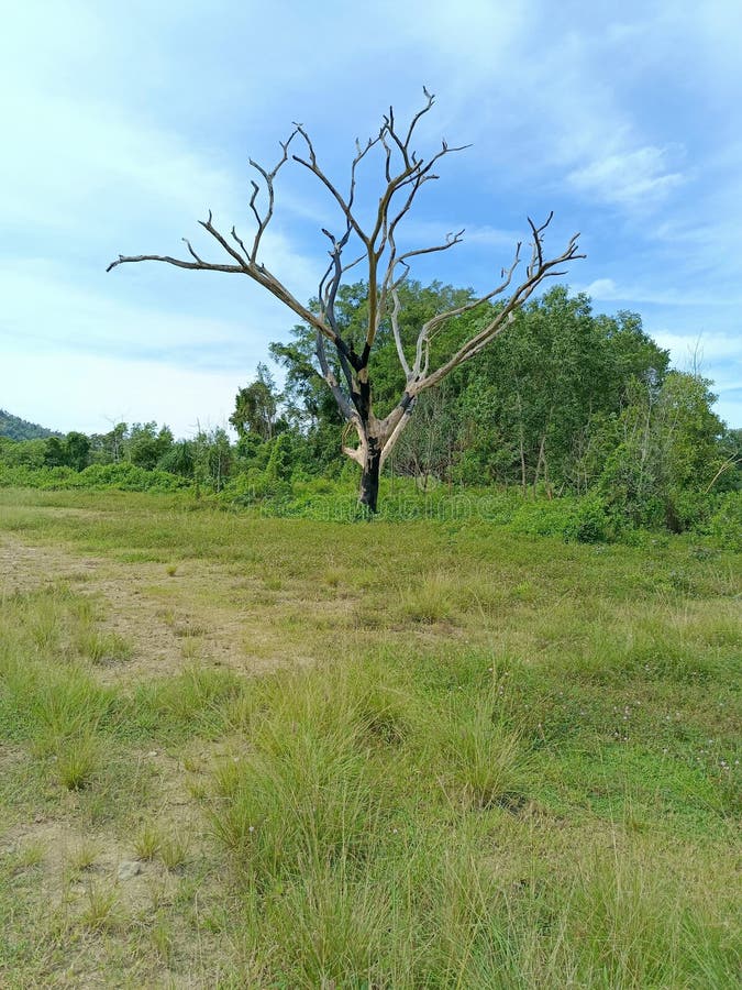 Aftermath of a Tree Struct by Lightning Stock Image - Image of ...