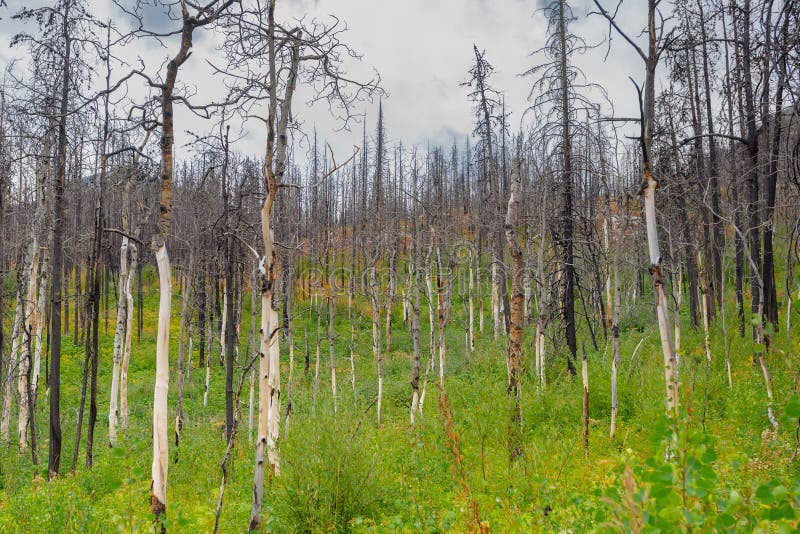 Burnt Out Forest after a Fire Stock Image - Image of burnt, bushfire ...