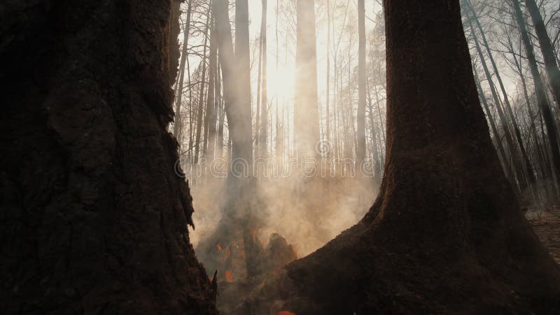 Aftermath Wildfire, Burning Charred Tree Trunks, Trees on Fire and ...
