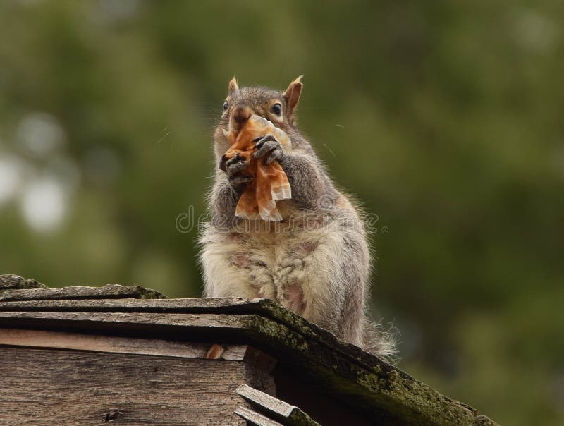304 Squirrel Cake Stock Photos - Free & Royalty-Free Stock Photos from ...
