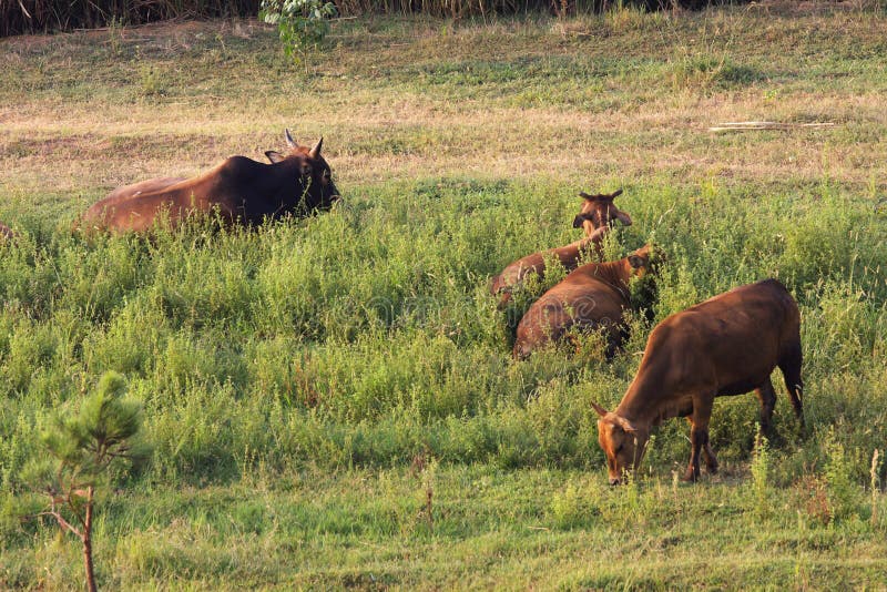 Afternoon stock image. Image of grassland, light, animal - 11216925