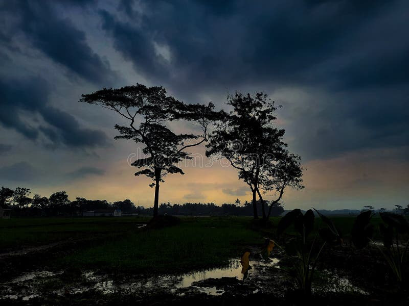 Afternoon Atmosphere in the Rice Fields in Central Java Stock Photo ...