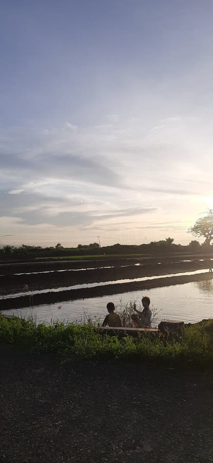 Afternoon Atmosphere in the Rice Fields with the Sun about To Set with ...