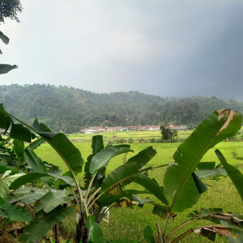 Afternoon Atmosphere in a Village with Beautiful Natural Views Stock ...