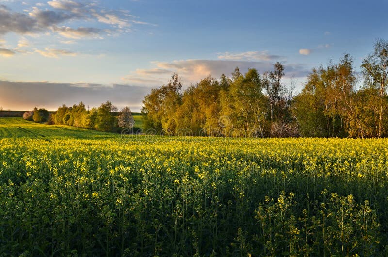 Afternoon on canola field stock photo. Image of blue - 52651840