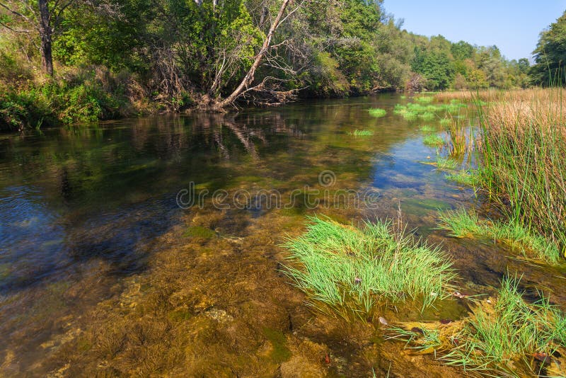 The Afternoon on the Dobra River Stock Image - Image of freshwater ...
