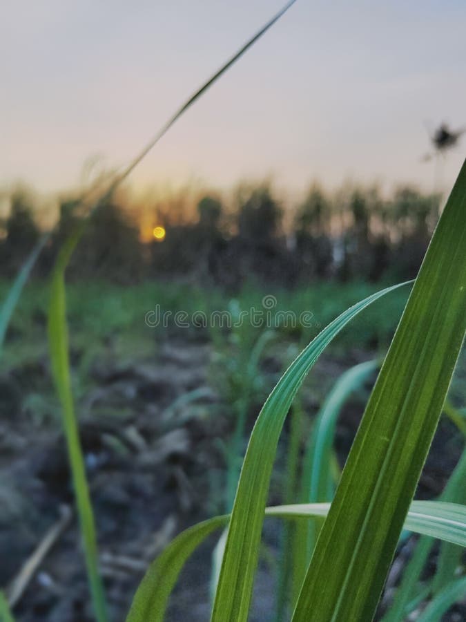 Afternoon Field Alone Potret Shine Stock Photo - Image of field, potret ...