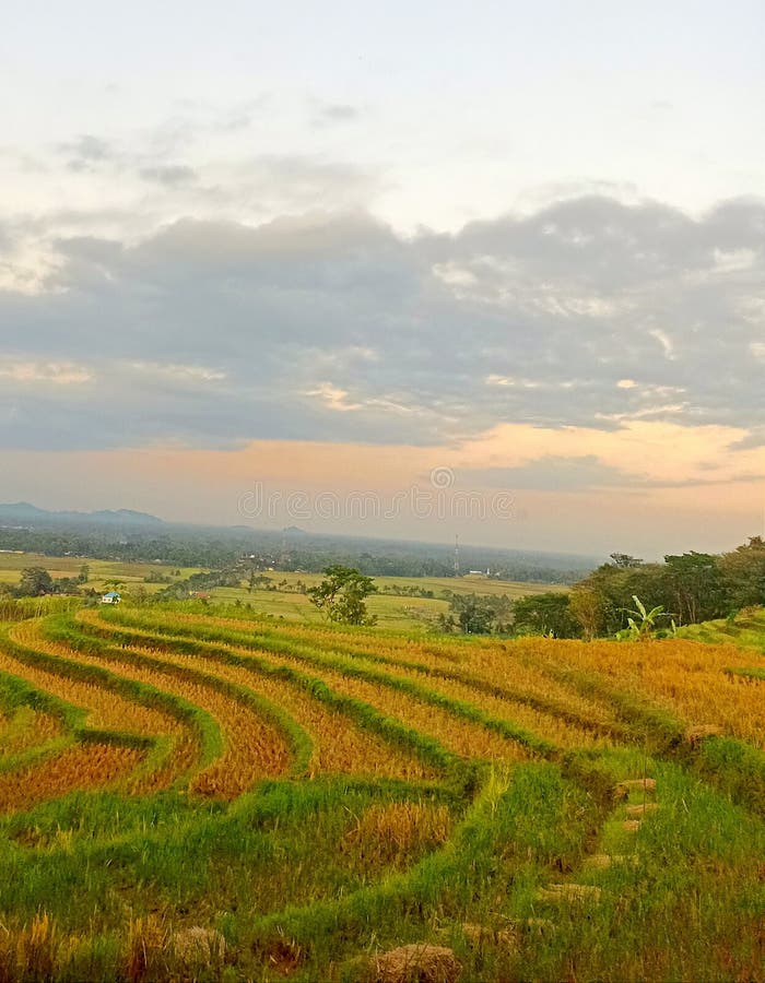 Afternoon in the Fields stock image. Image of afternoon - 262699965