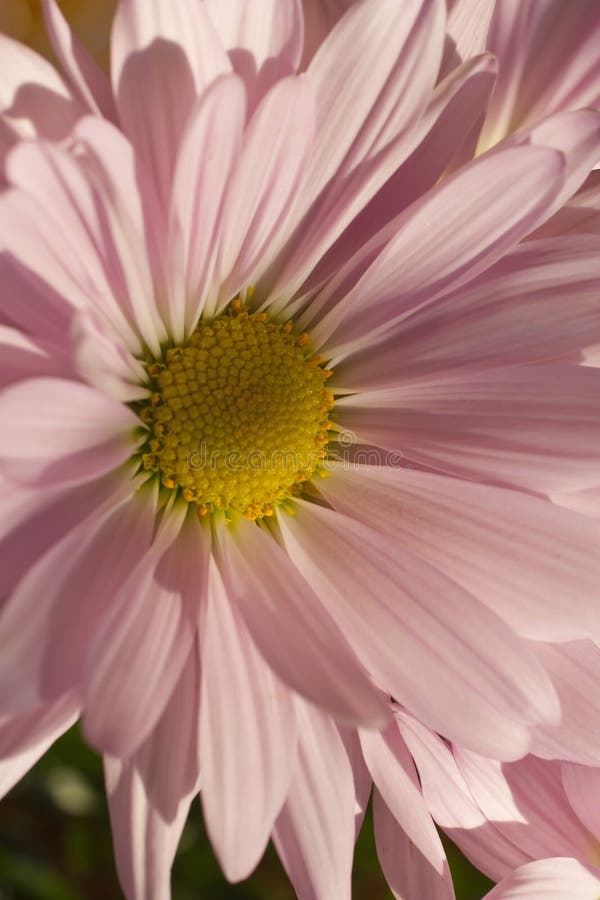 Afternoon Flower stock photo. Image of forrest, relaxing - 13383872