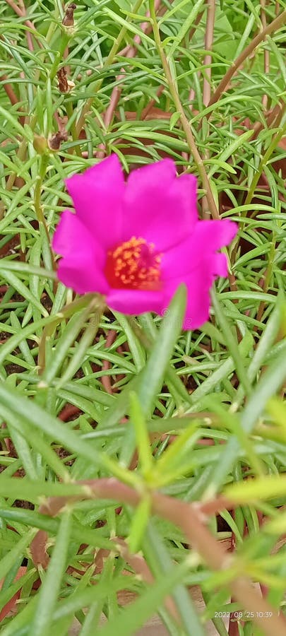 Afternoon flower stock photo. Image of petal, produce - 254459350