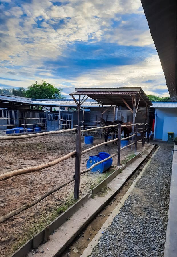 Afternoon at the Horse& X27;s Den Stock Photo - Image of poni ...