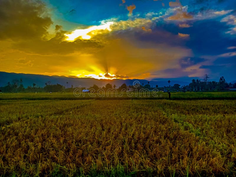 Afternoon in the Middle of the Rice Fields Stock Image - Image of field ...