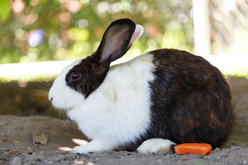 Afternoon Rabbit Relax in Garden Stock Image - Image of fauna, lawn ...