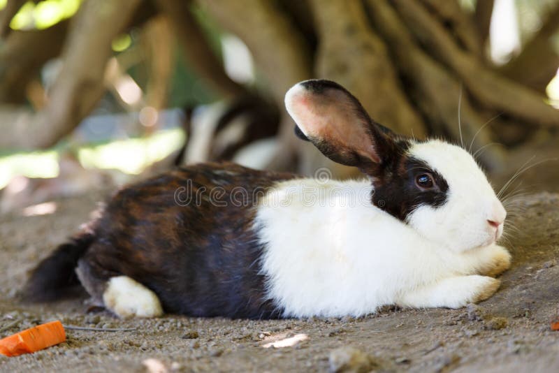 Afternoon Rabbit Relax in Garden Stock Image - Image of farming ...