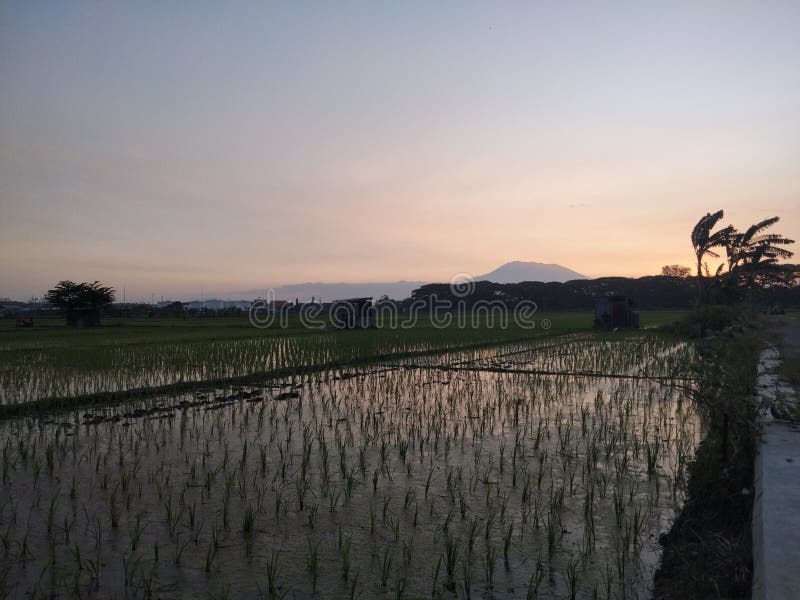 Afternoon in the Rice Fields Stock Image - Image of morning, nature ...