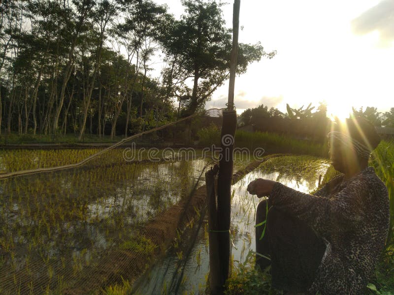 Afternoon in the Rice Fields Editorial Stock Photo - Image of afternoon ...