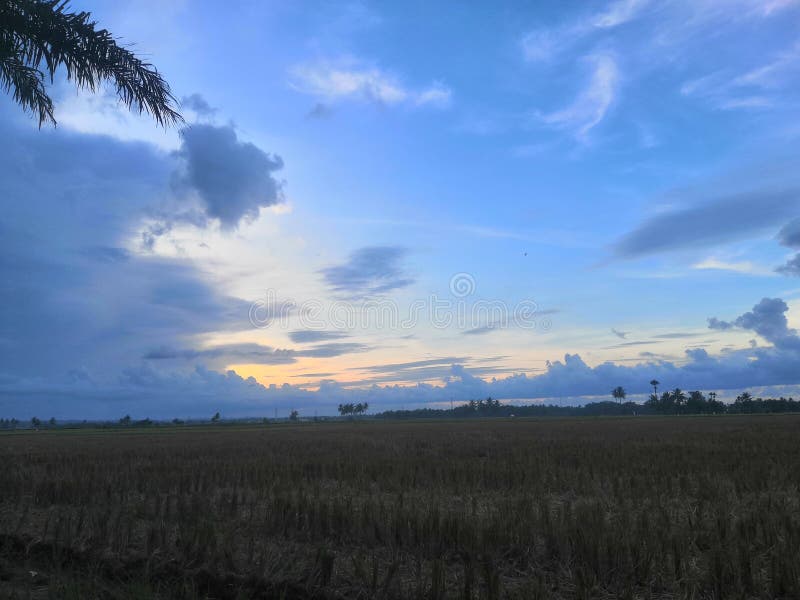 Afternoon Rice Fields Behind the House Stock Image - Image of sunset ...