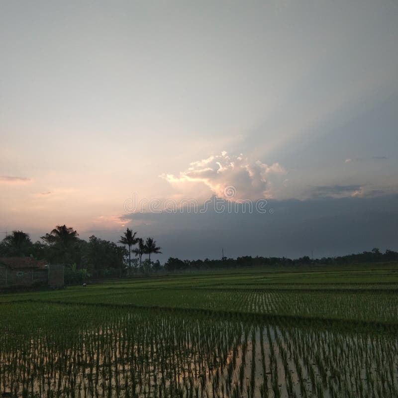 Afternoon in the Rice Fields the Afternoon Sun the Scenery in the ...