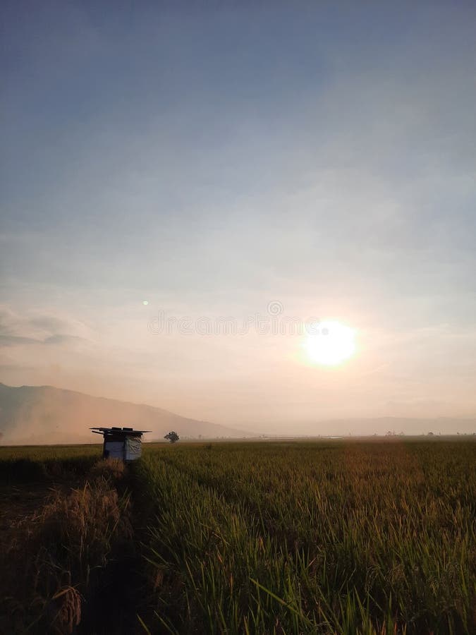 Afternoon in the Rice Fields with a Very Beautiful Sunset View with a ...