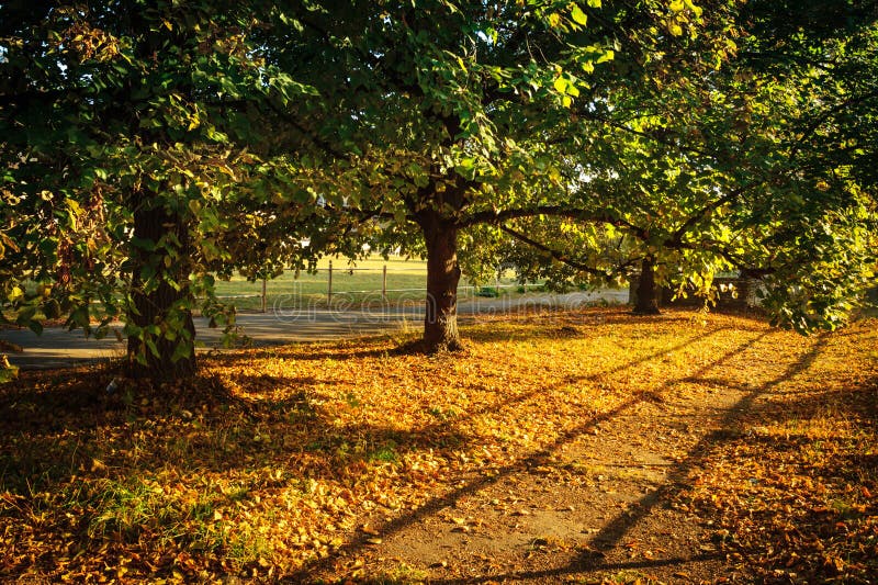 Afternoon Shadows stock photo. Image of ground, afternoon - 45572020