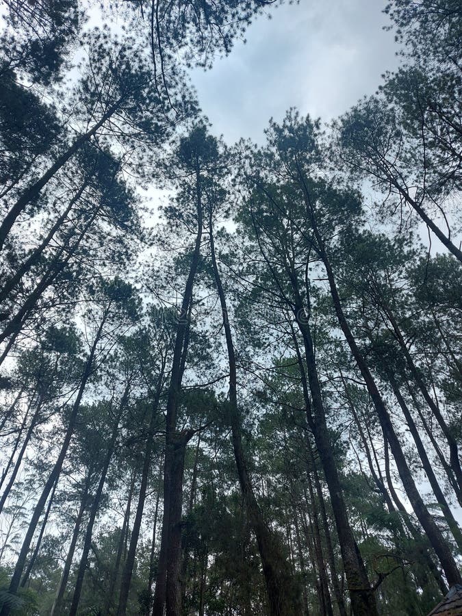 Afternoon sky tree forest stock photo. Image of blue - 267643186