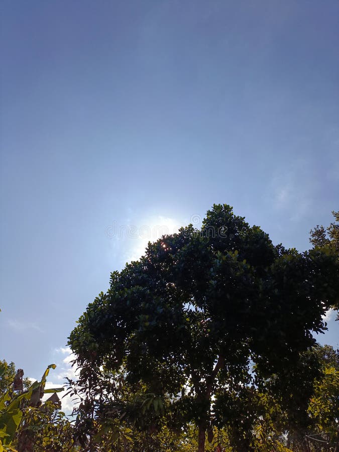 Afternoon Sun Behind the Tree at the Garden Stock Image - Image of ...