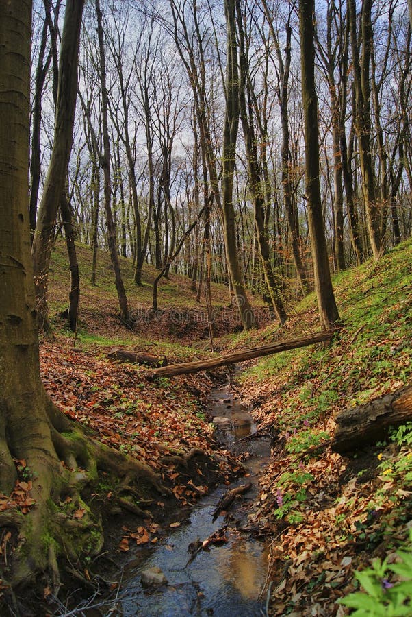 Afternoon sun in forest 2 stock photo. Image of colour - 36099636
