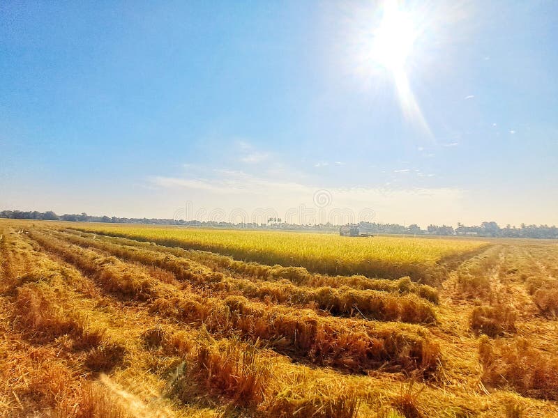 Afternoon Sun and Rice Cutting Machine Stock Photo - Image of rice ...