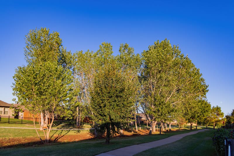 Afternoon Sunny View of Some Trees in a Community Park Stock Image ...