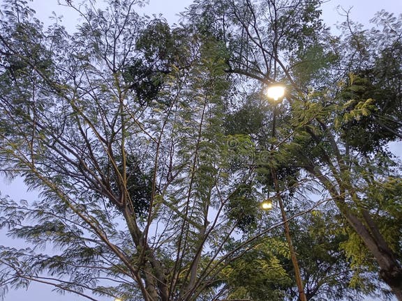 Afternoon Tree and Street Light Stock Photo - Image of blossom, spring ...
