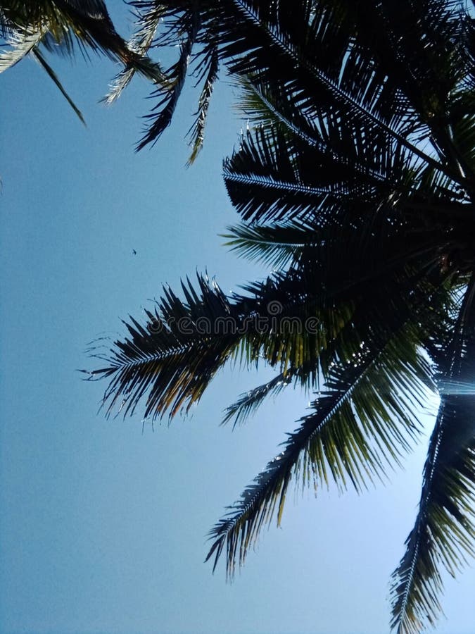 Cohara Stock Photos - Free & Royalty-Free Stock Photos from Dreamstime