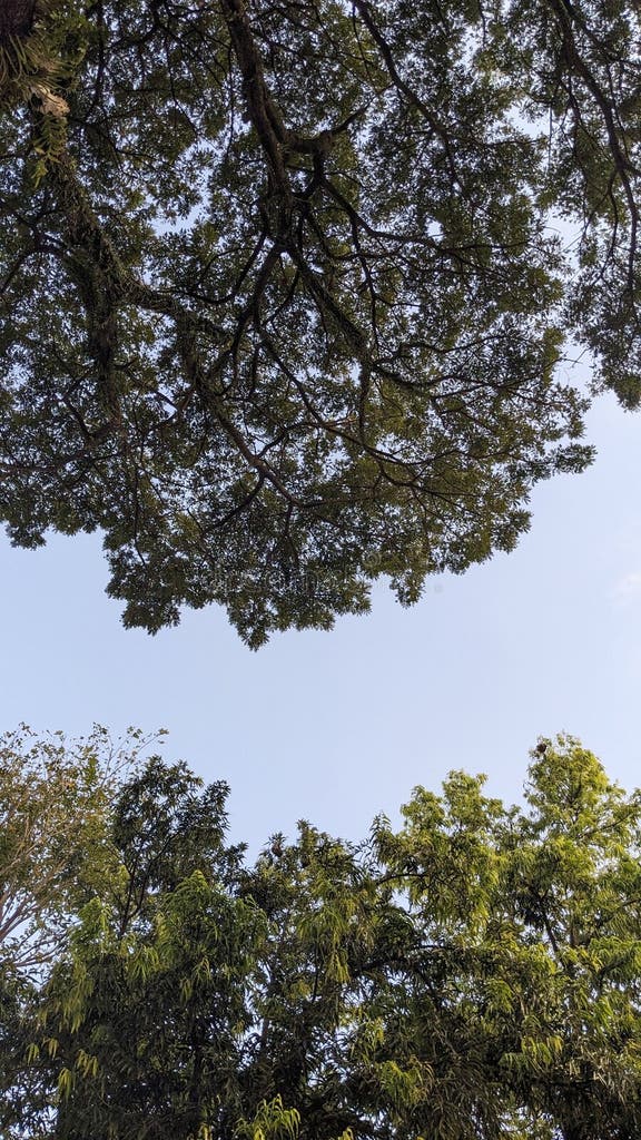 Afternoon Under a Shady Tree Stock Photo - Image of leaf, shady: 276999996