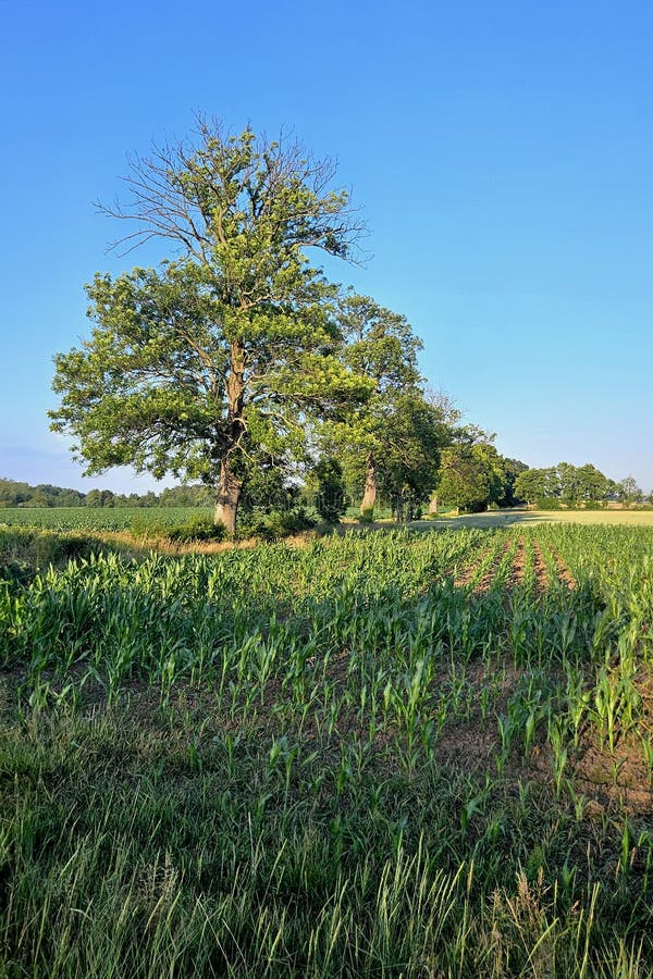 Afternoon View of a Corn Field and Trees in the Sun Stock Photo - Image ...