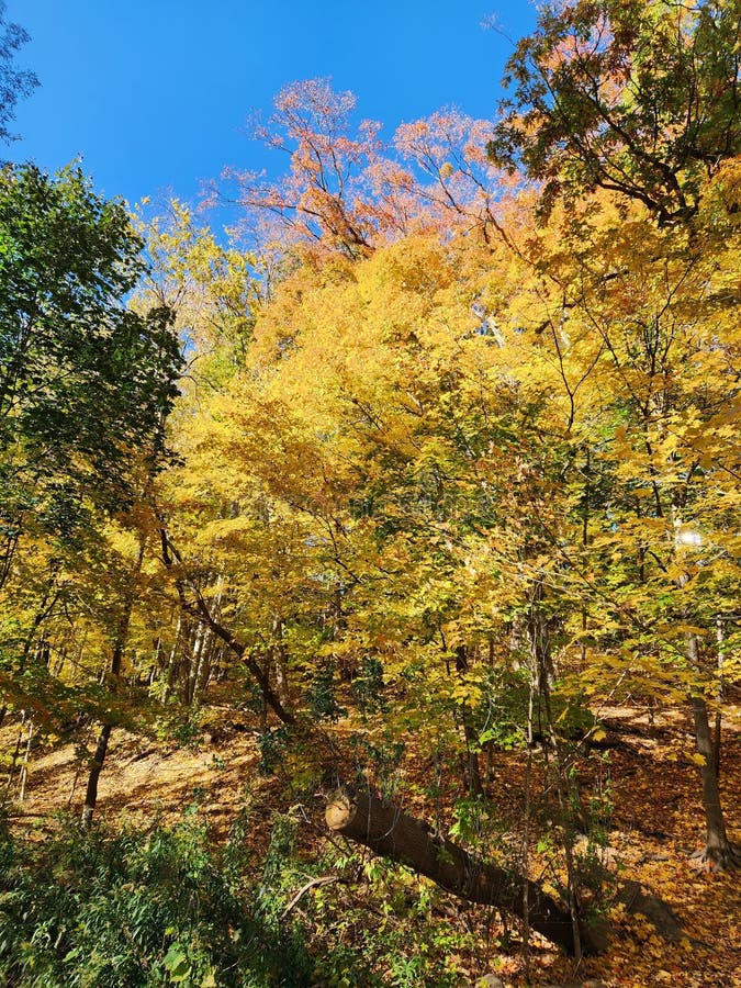 Afternoon Walk through a Fall Forest Trail Stock Photo - Image of maple ...