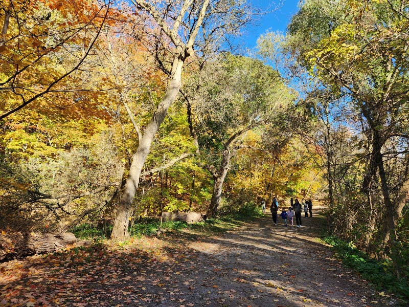 Afternoon Walk through a Fall Forest Trail Stock Photo - Image of fall ...
